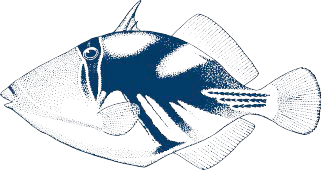 Humu Humu - Maui Seafood Restaurant & Steakhouse | Grand Wailea